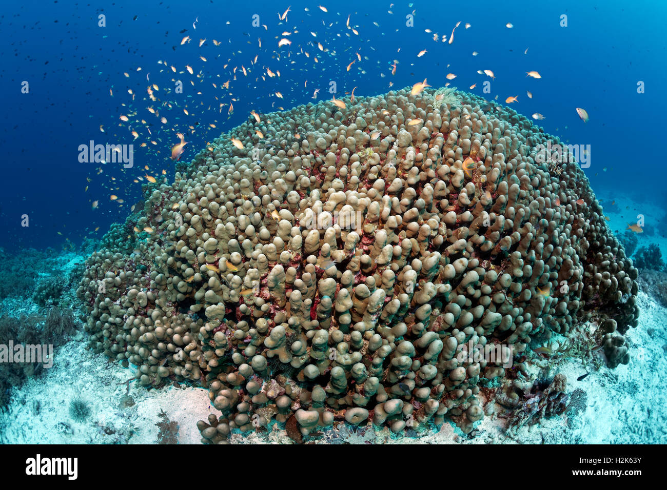Shoal anthias (Pseudanthias sp.) swimming over Dome Coral (Porites ...
