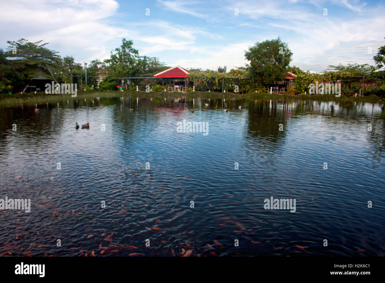 A pond filled with goldfish is part of an amusement park complex in ...