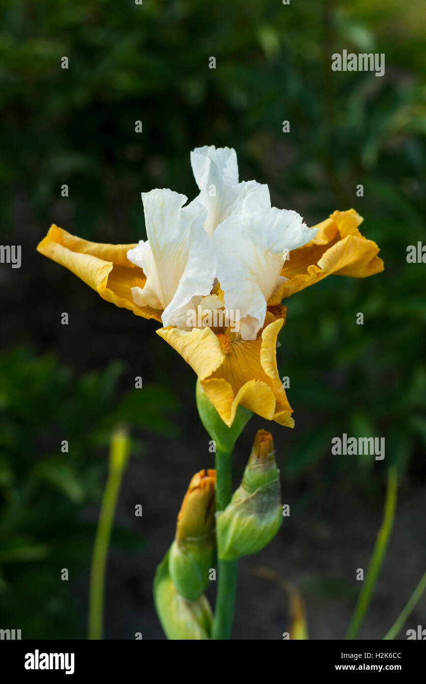 Iris flower with pure white top and cream colored bottom with bud in ...