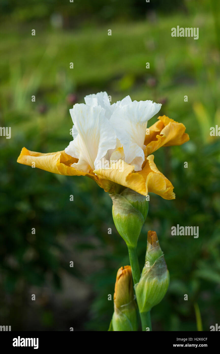 Iris flower with pure white top and cream colored bottom with bud in ...