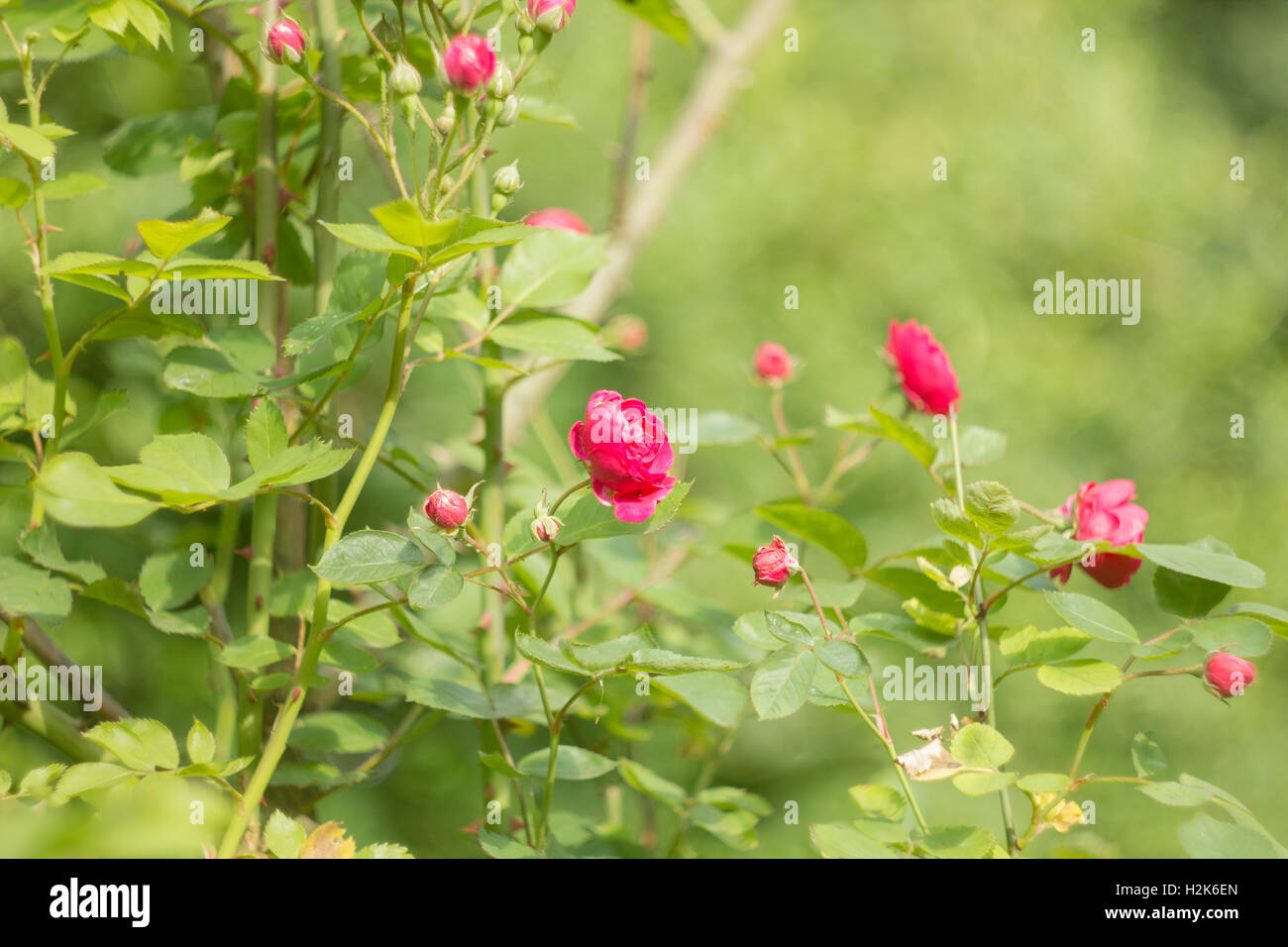 Shrub roses pink. Pink roses flowers in garden Stock Photo - Alamy