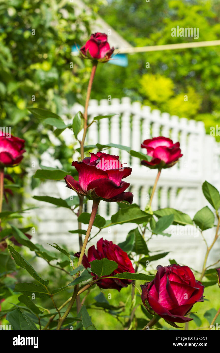 Shrub red roses flowers in garden flowerbed concrete fence background ...