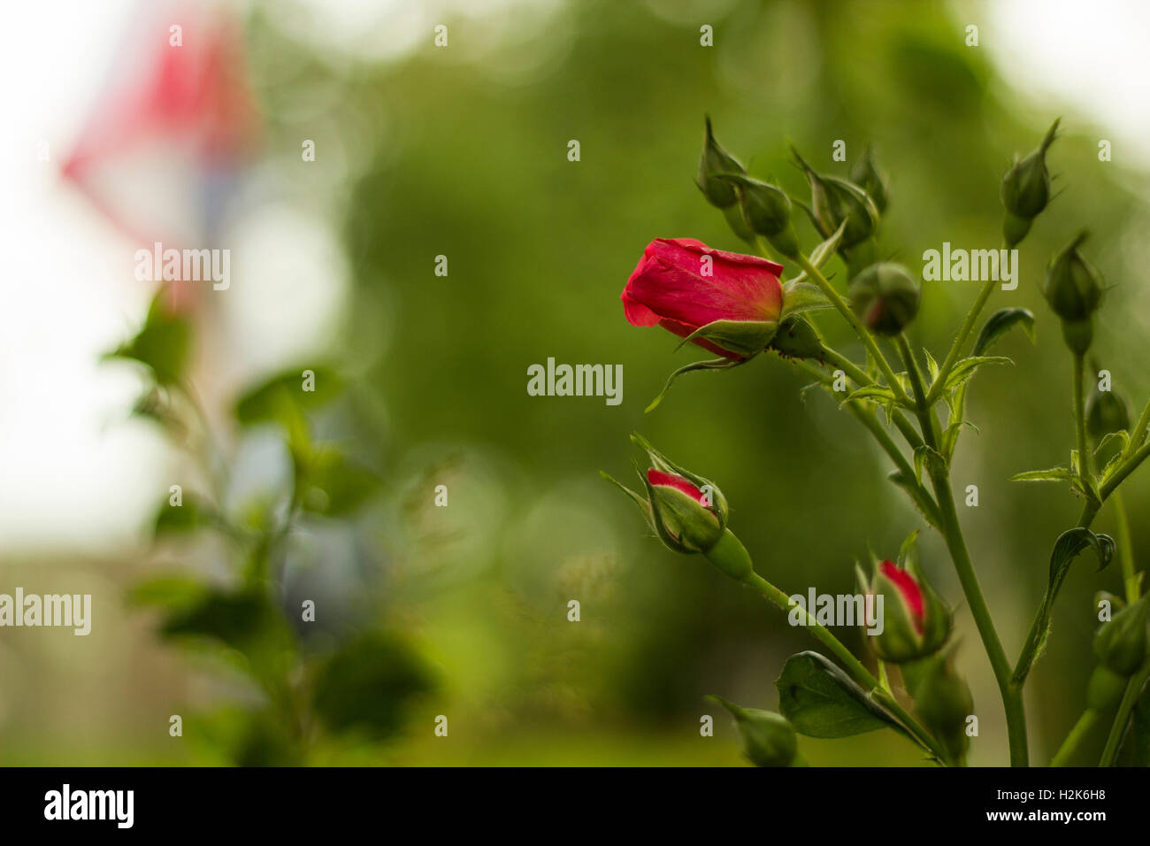 Pink roses with buds in garden on green blurred background Stock Photo ...