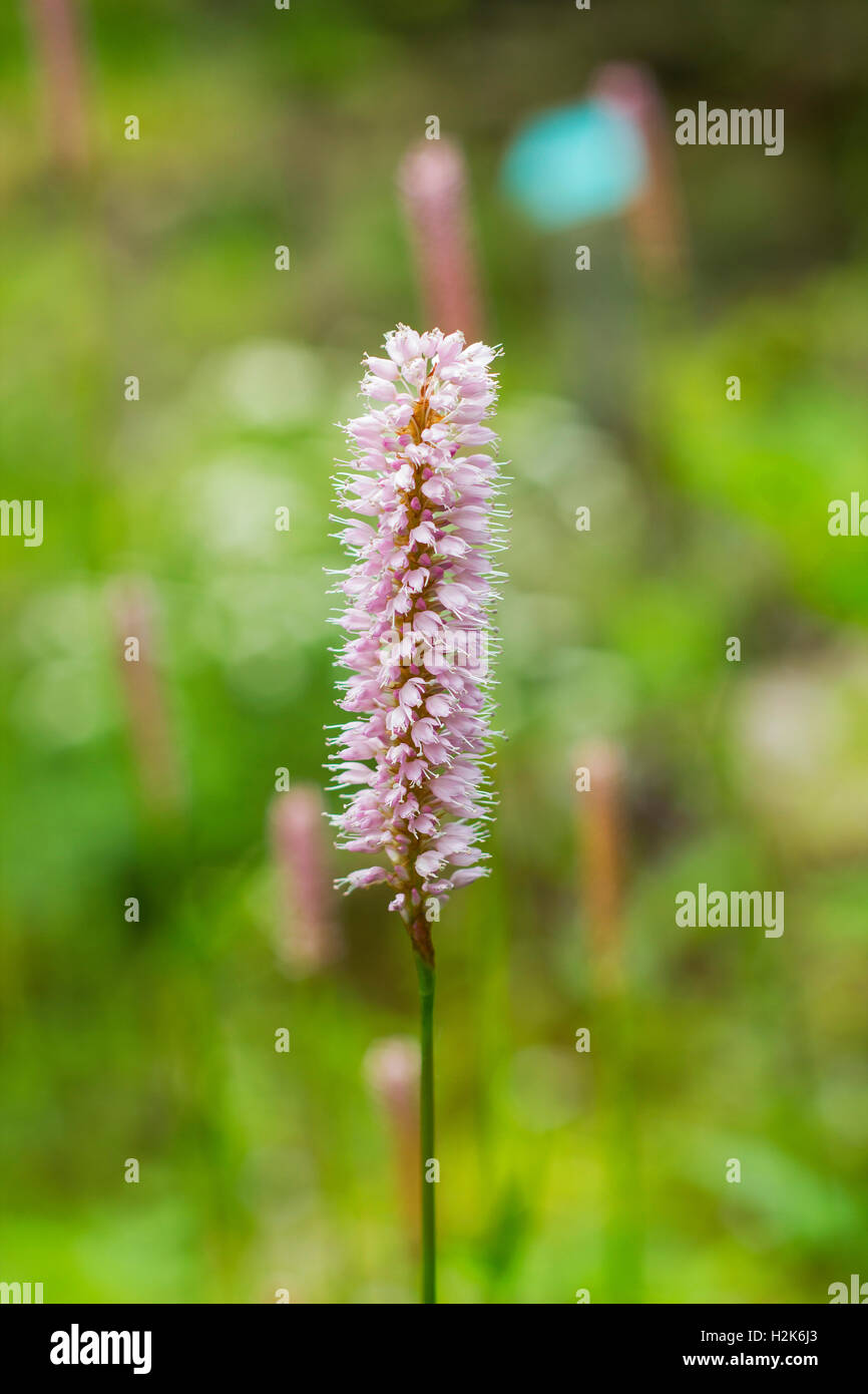 Pink Bistort flower, Bistorta officinalis Stock Photo - Alamy