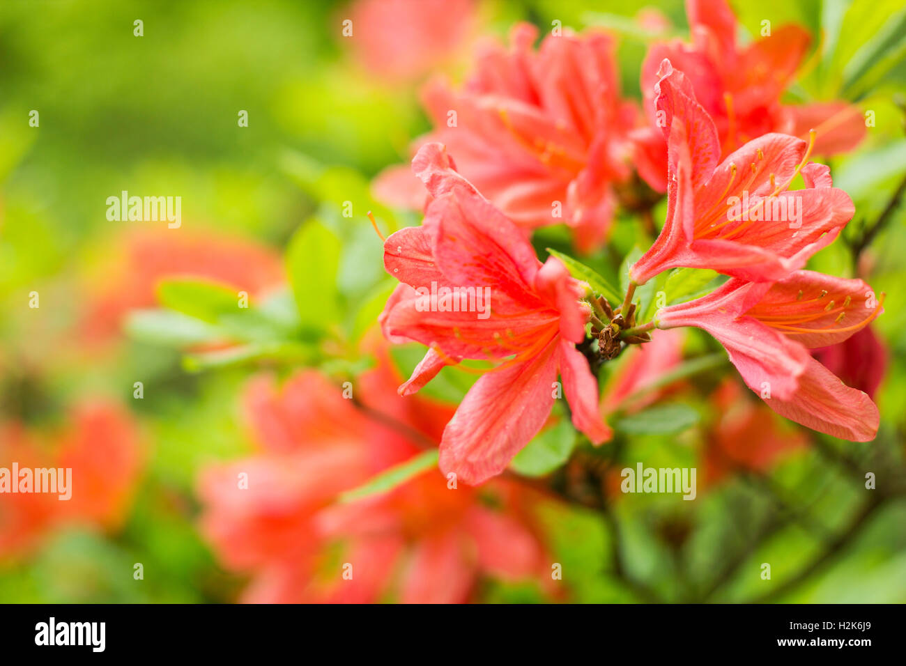 Blooming orange Rhododendron japonicum flowers in garden Stock Photo ...