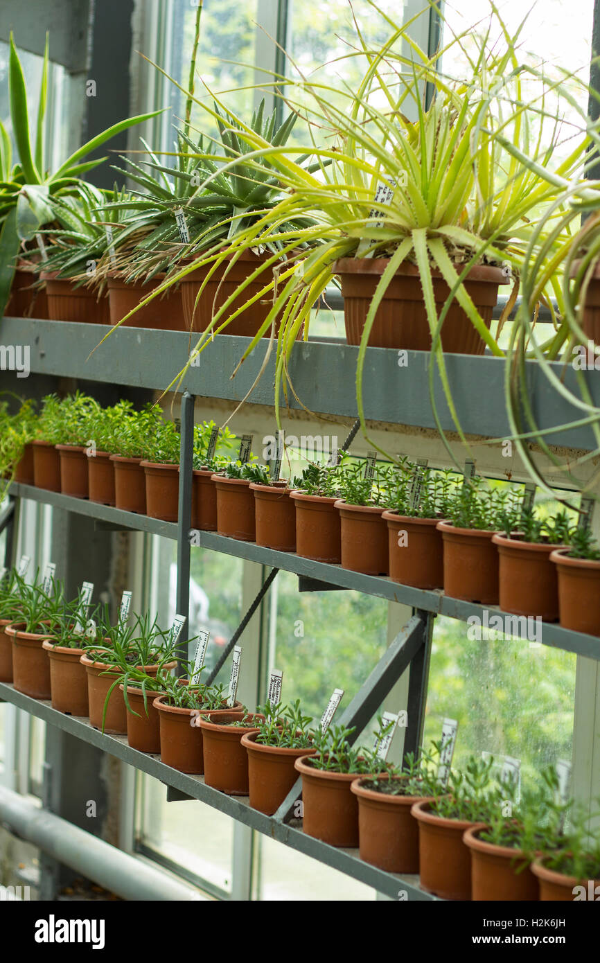 Interior of greenhouse for growing flowers and plants. Plants in pots ...