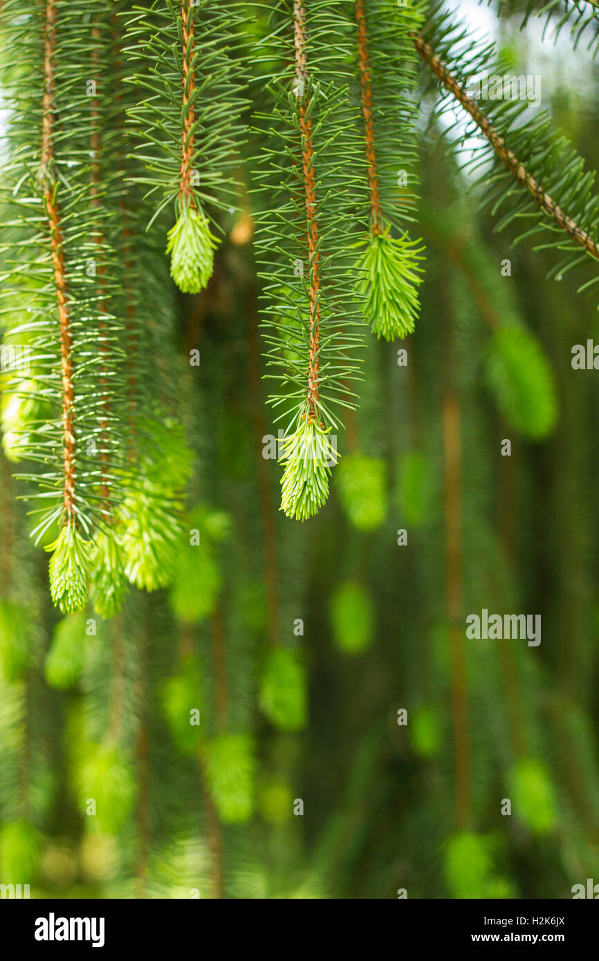 Hanging down branches spruce. Spruce growing Stock Photo - Alamy