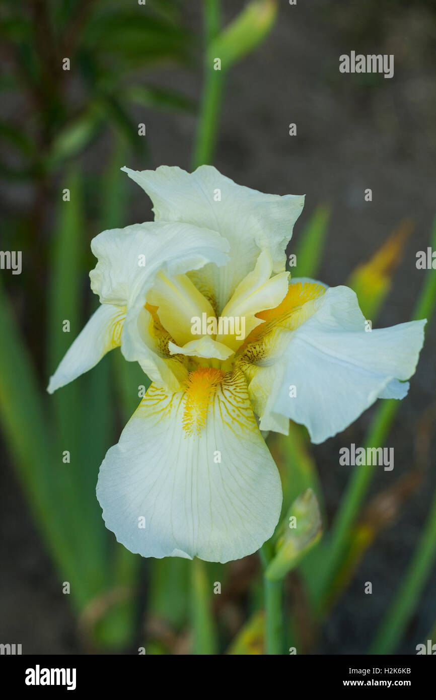 Iris flower with white petals in spring garden Stock Photo - Alamy