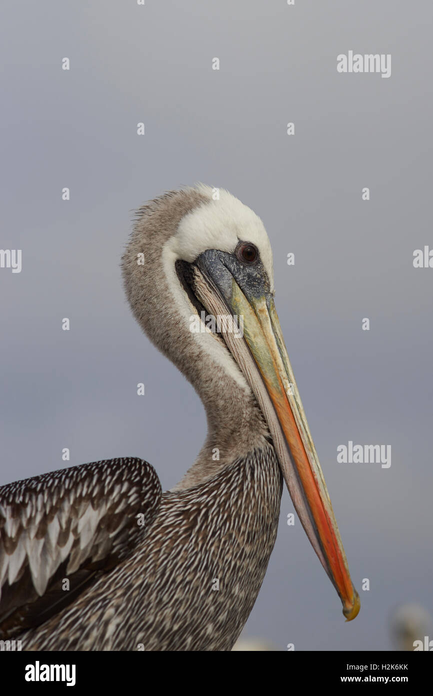 Portrait of a Peruvian Pelican (Pelecanus thagus Stock Photo - Alamy