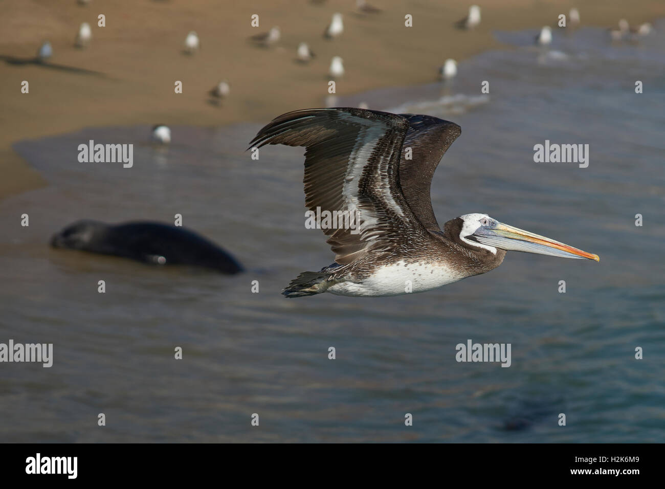 Peruvian Pelican (Pelecanus thagus) in flight Stock Photo - Alamy