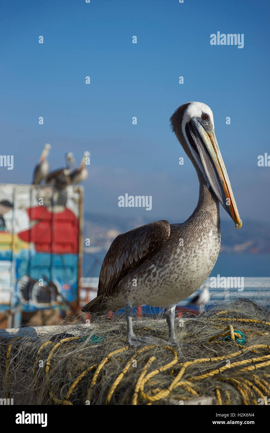 Peruvian Pelican (Pelecanus thagus Stock Photo - Alamy