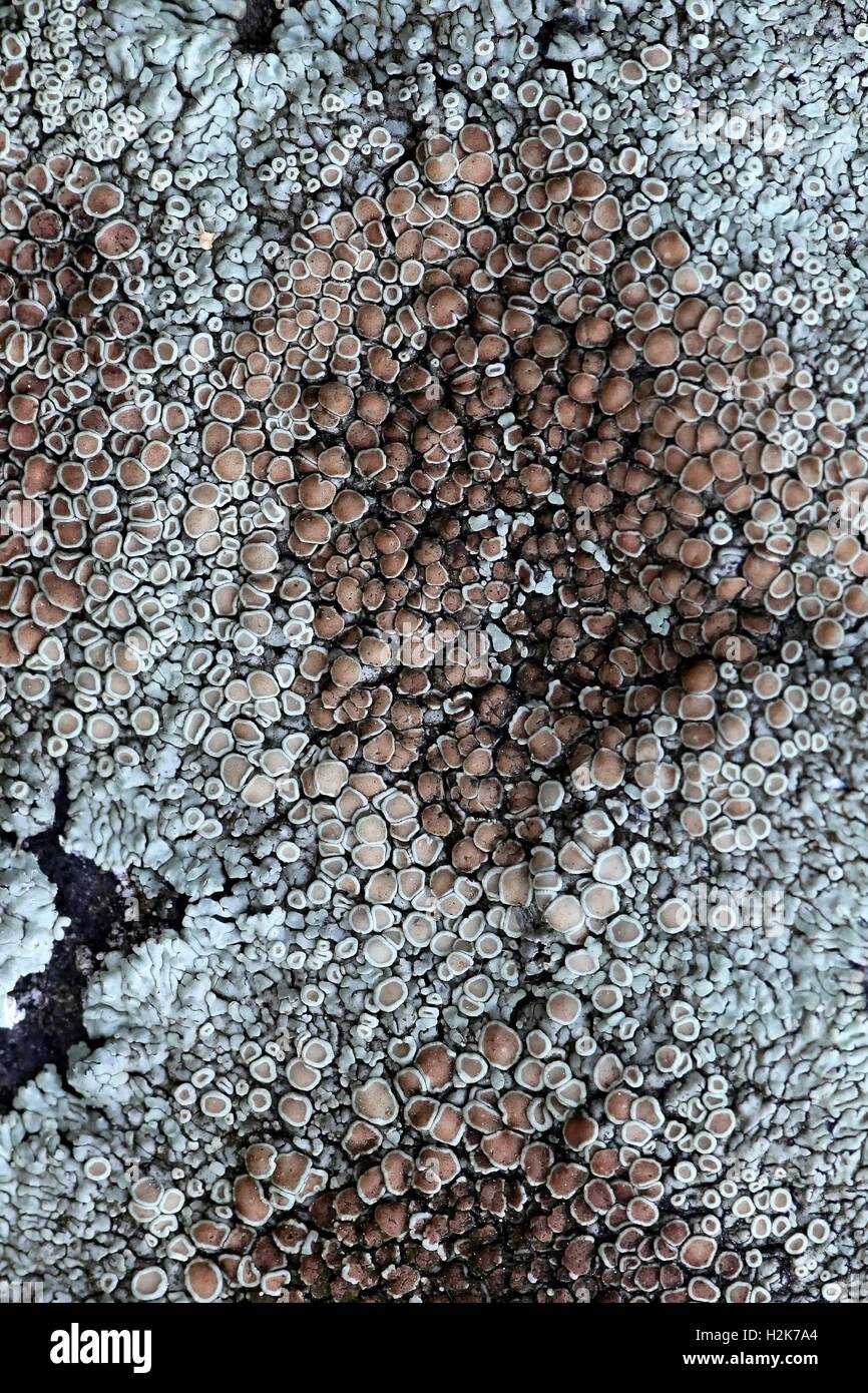 Grey lichen texture Stock Photo - Alamy