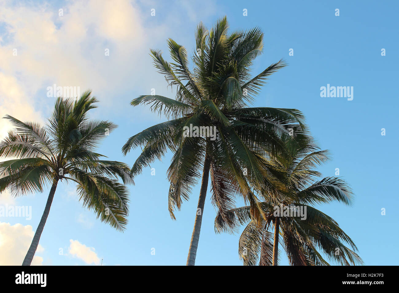 Palm trees cuba Stock Photo - Alamy