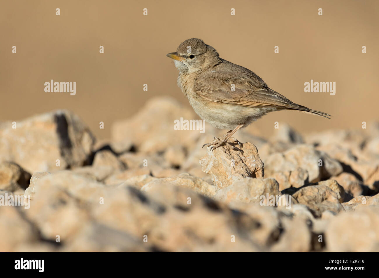 SIngle Desert Lark Ammomanes deserti perched on rocks in Eilat, Israel ...