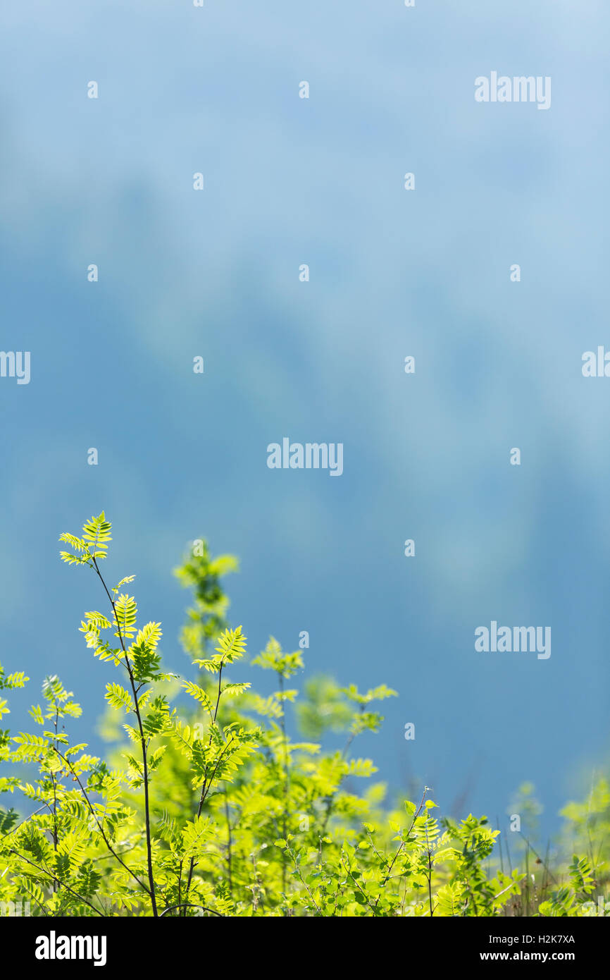 Ash sapling hi-res stock photography and images - Alamy