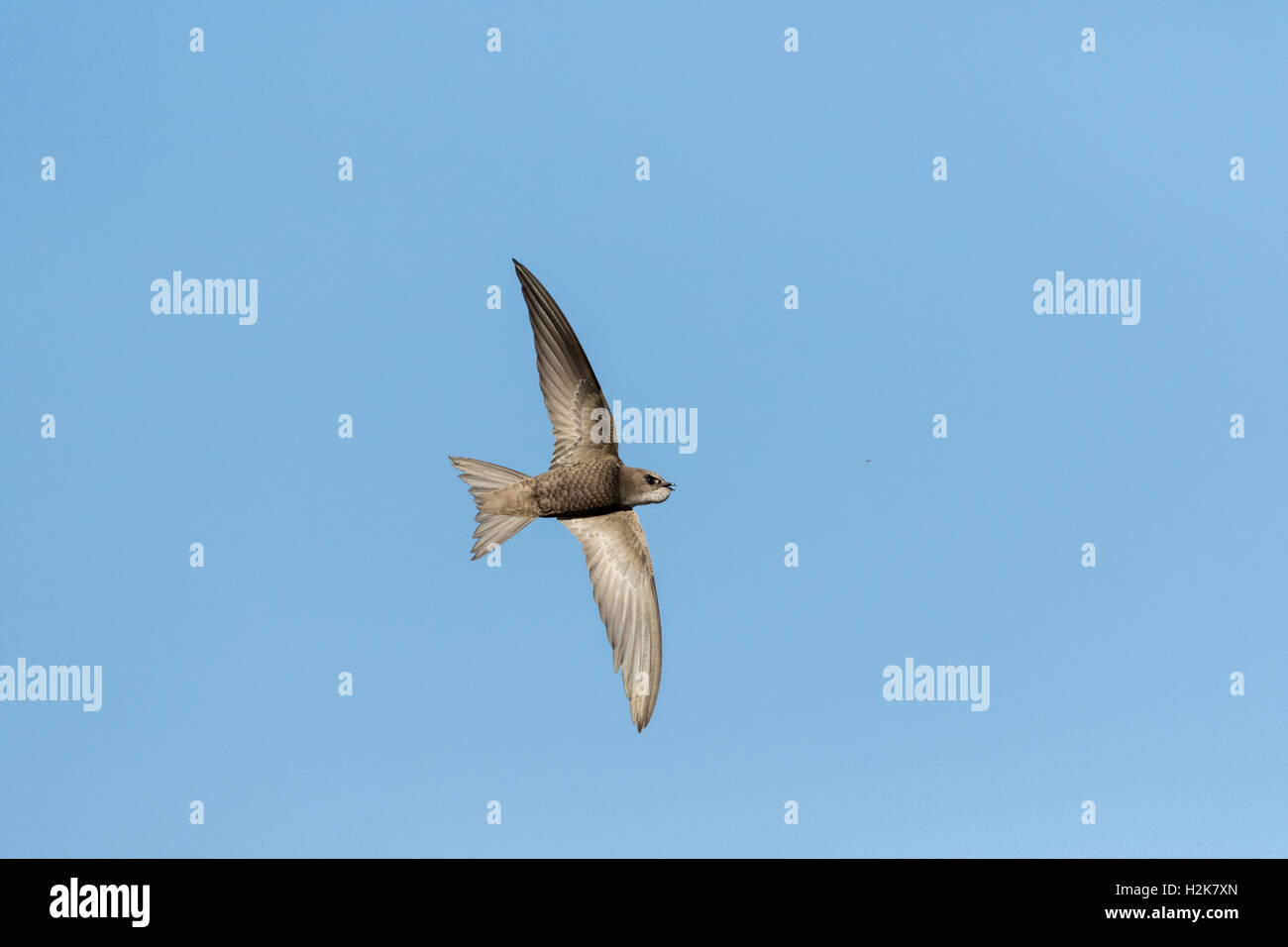 Pallid Swift Apus pallidus in flight against blue sky with mouth open ...