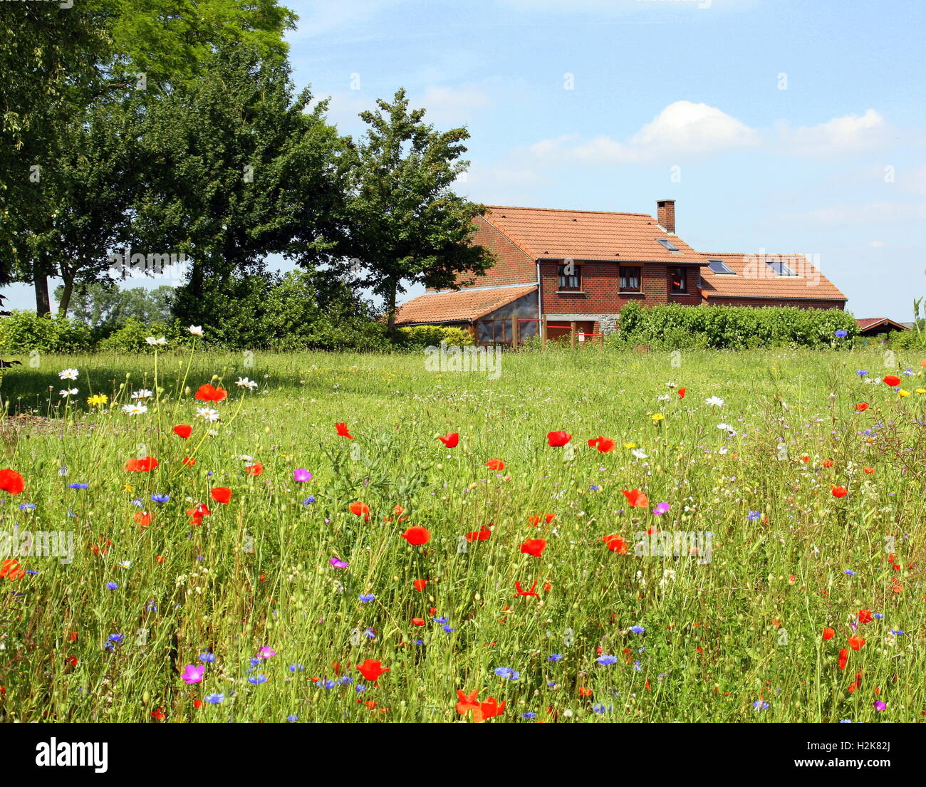 Field of colorful flowers hi-res stock photography and images - Alamy