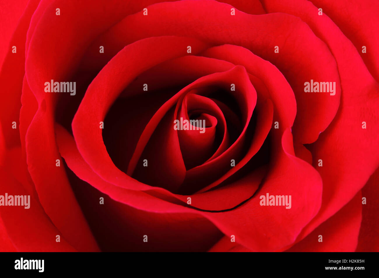 Red rose texture Stock Photo - Alamy