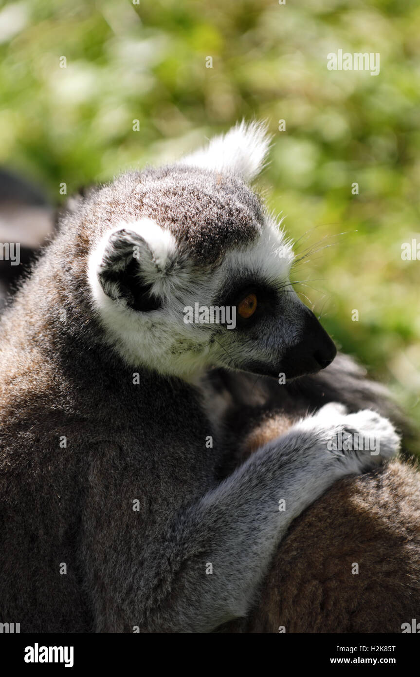 Lemu hi-res stock photography and images - Alamy