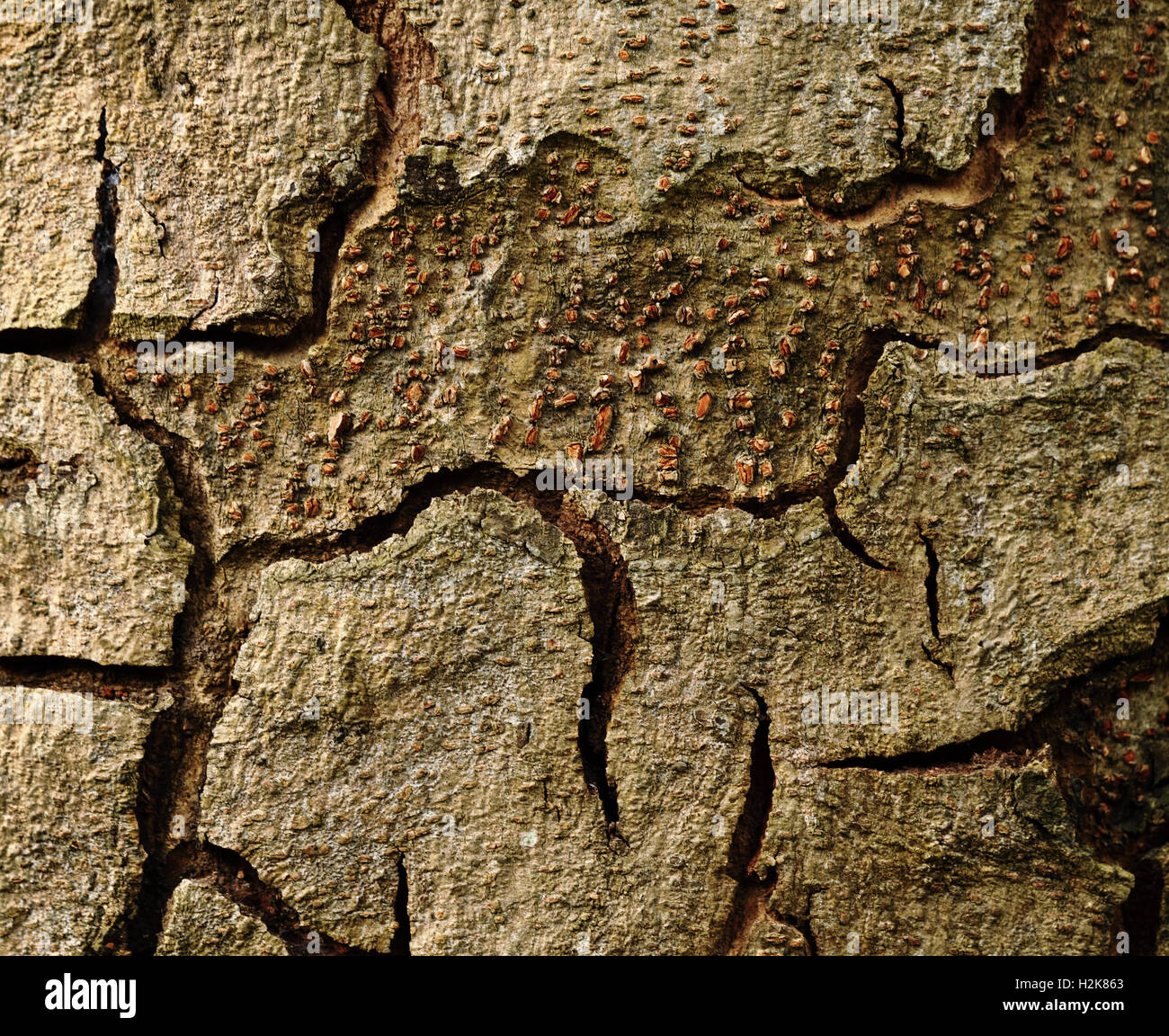 Bark old oak tree hi-res stock photography and images - Alamy