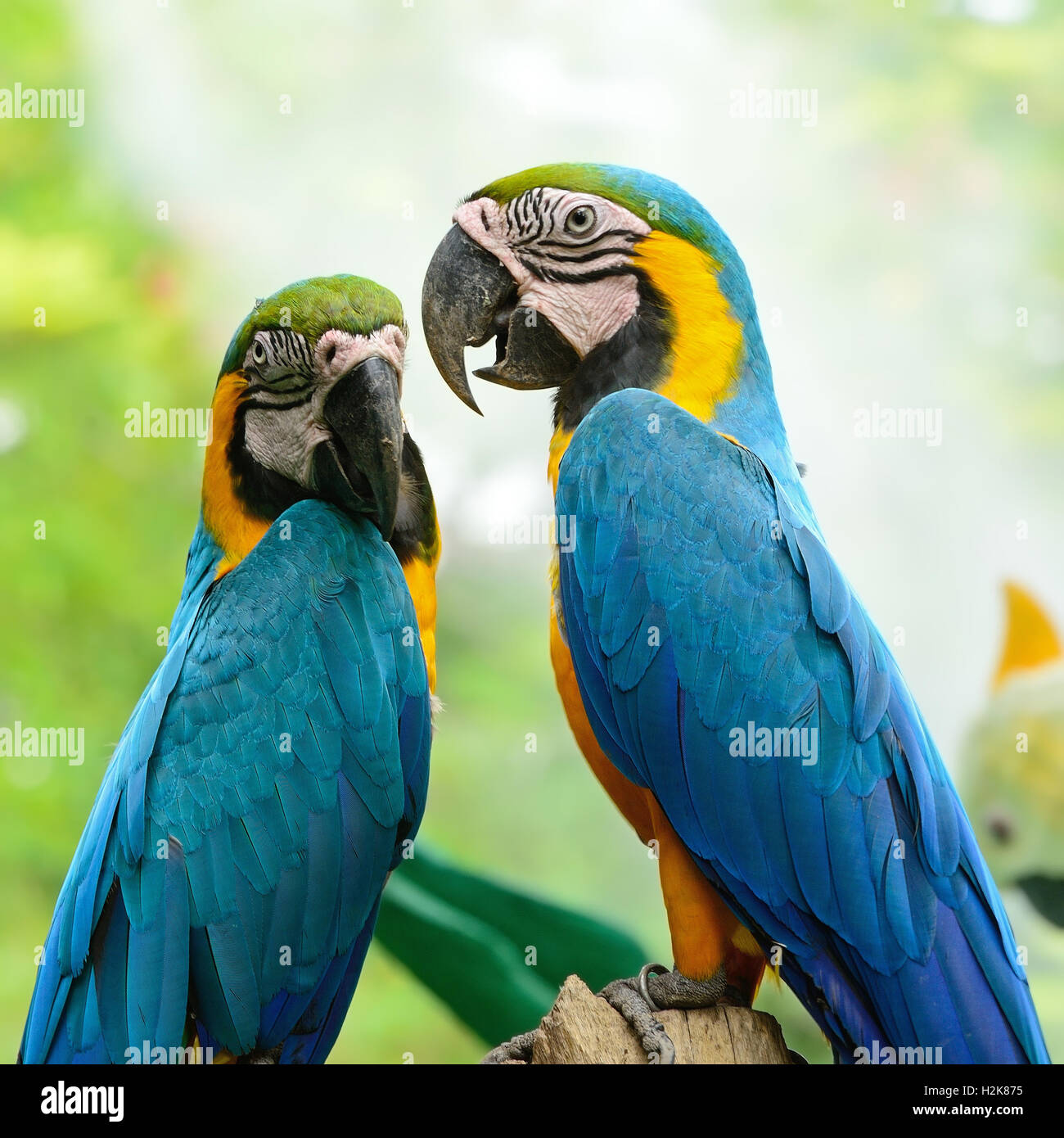 Blue and Gold Macaw Stock Photo - Alamy
