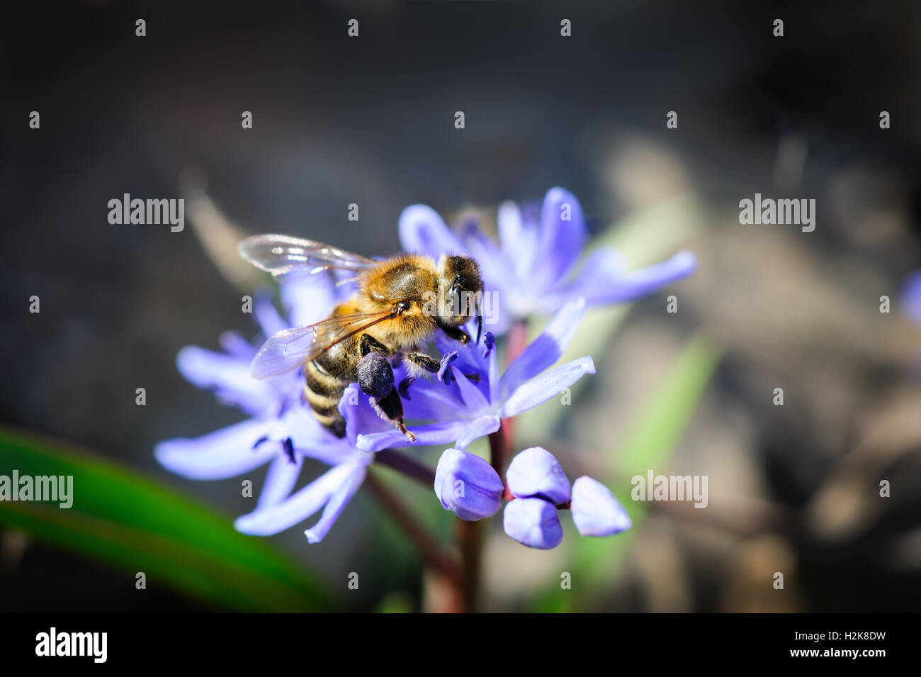 quill or scilla with bee Stock Photo - Alamy