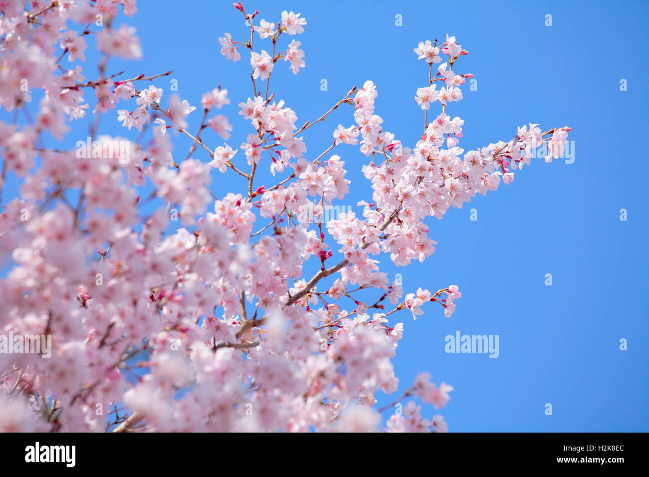 Sakura tree with blue sky Stock Photo - Alamy