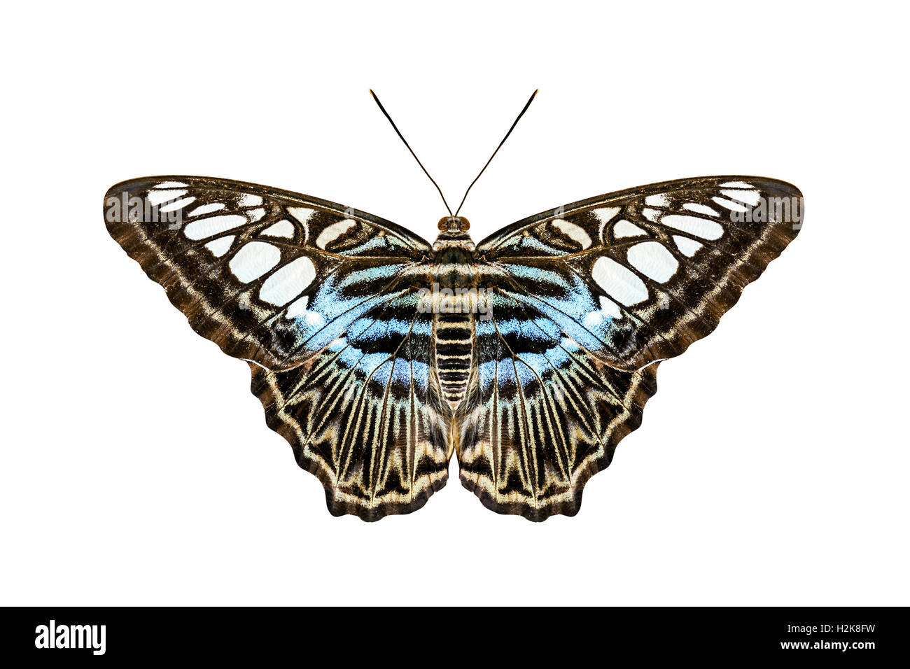 blue tiger striped butterfly Stock Photo - Alamy