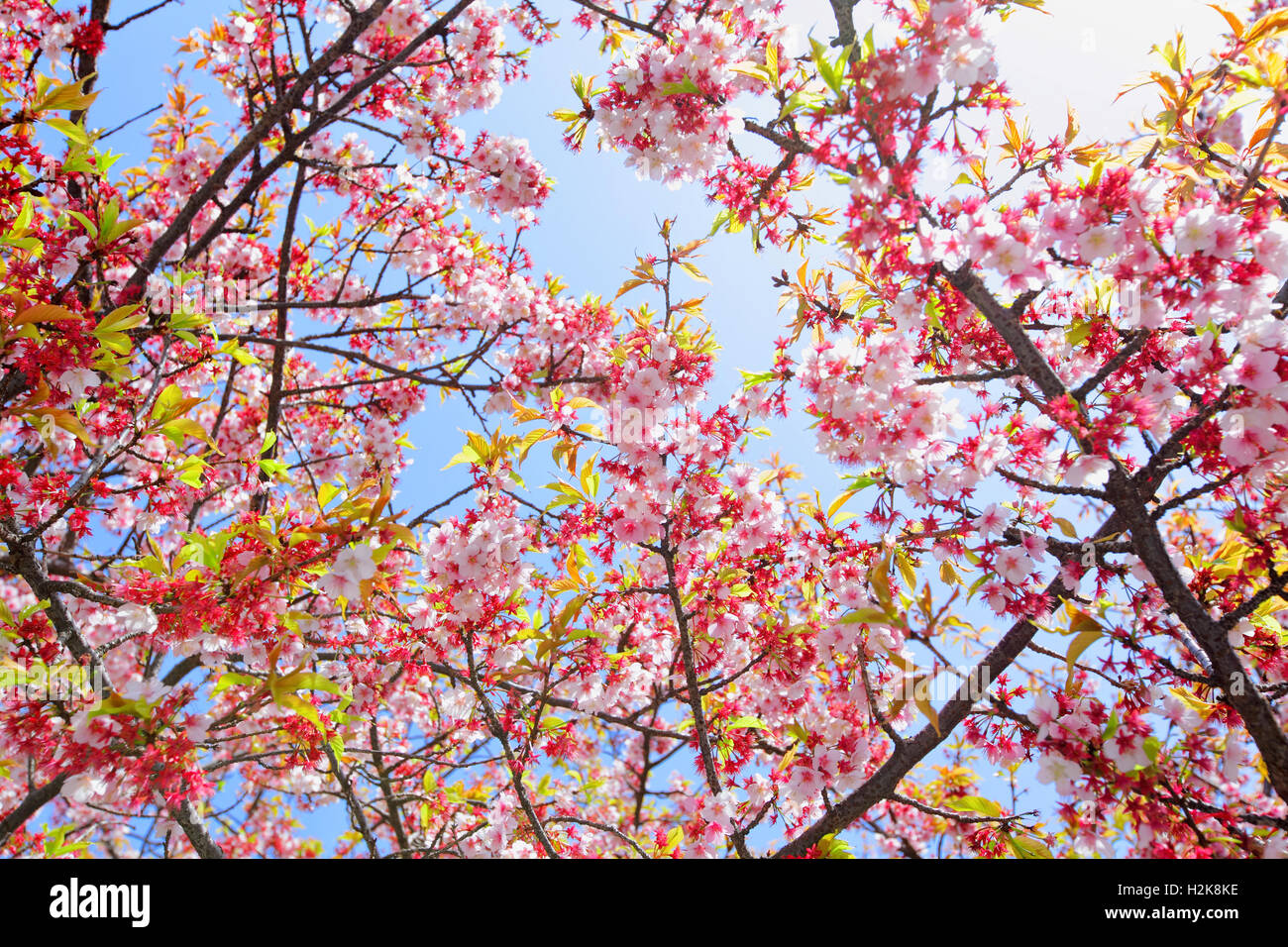 Sakura with blue sky Stock Photo - Alamy