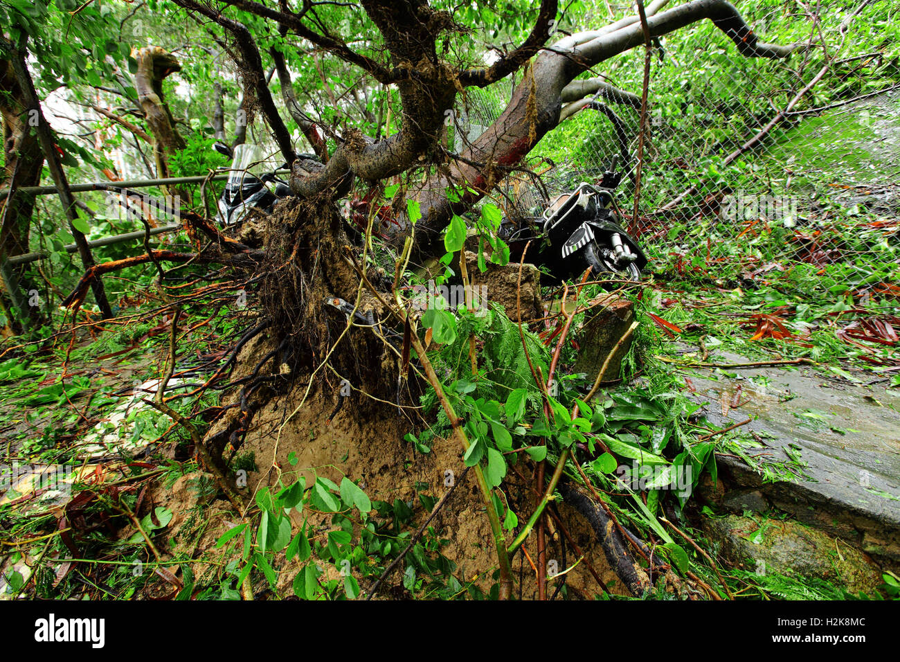 Broken tree ruined by typhoon Stock Photo - Alamy