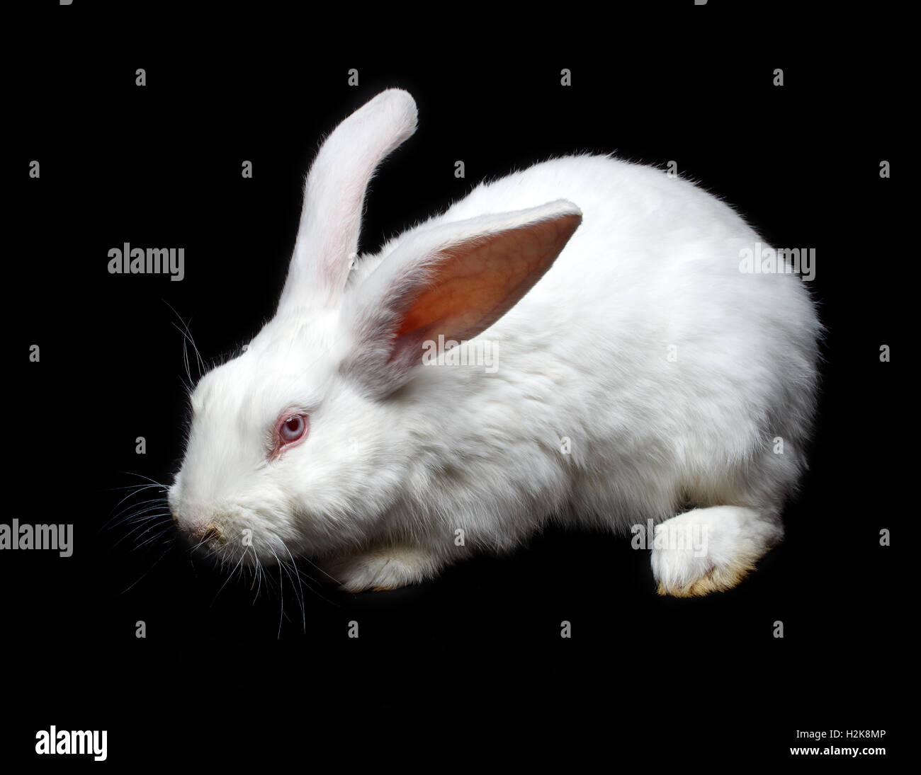 Black and white rabbit photo hi-res stock photography and images - Alamy