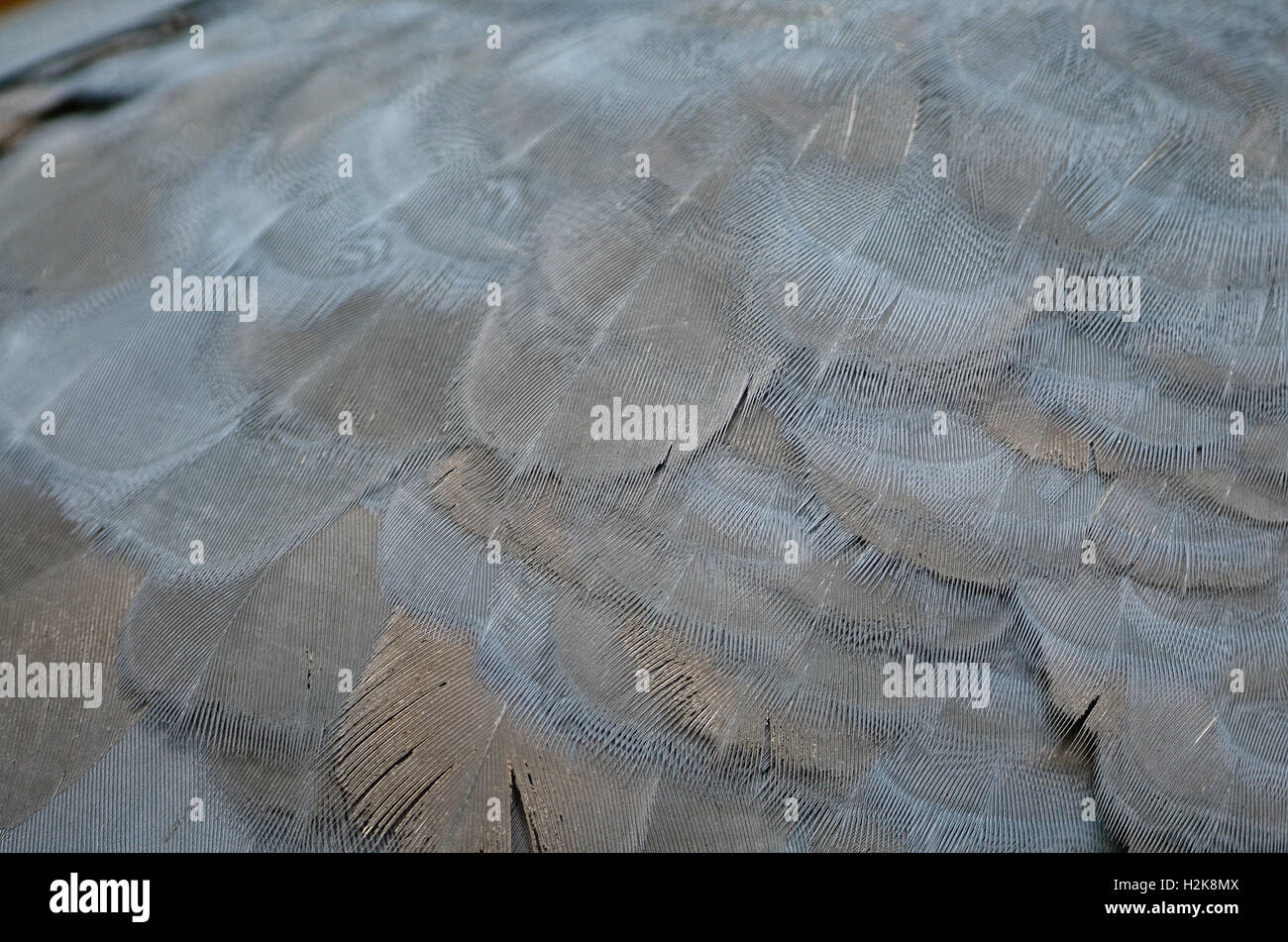 Victoria Crowned feather Stock Photo - Alamy