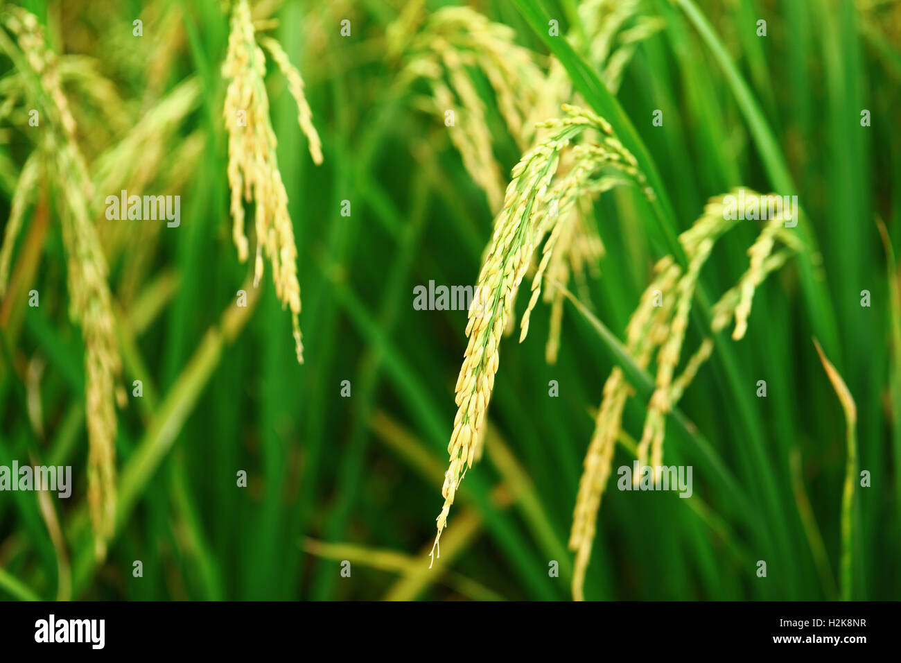 Paddy rice plant Stock Photo - Alamy