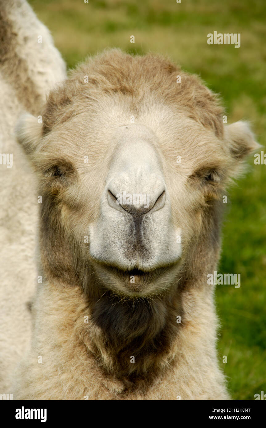 Beast face hi-res stock photography and images - Alamy