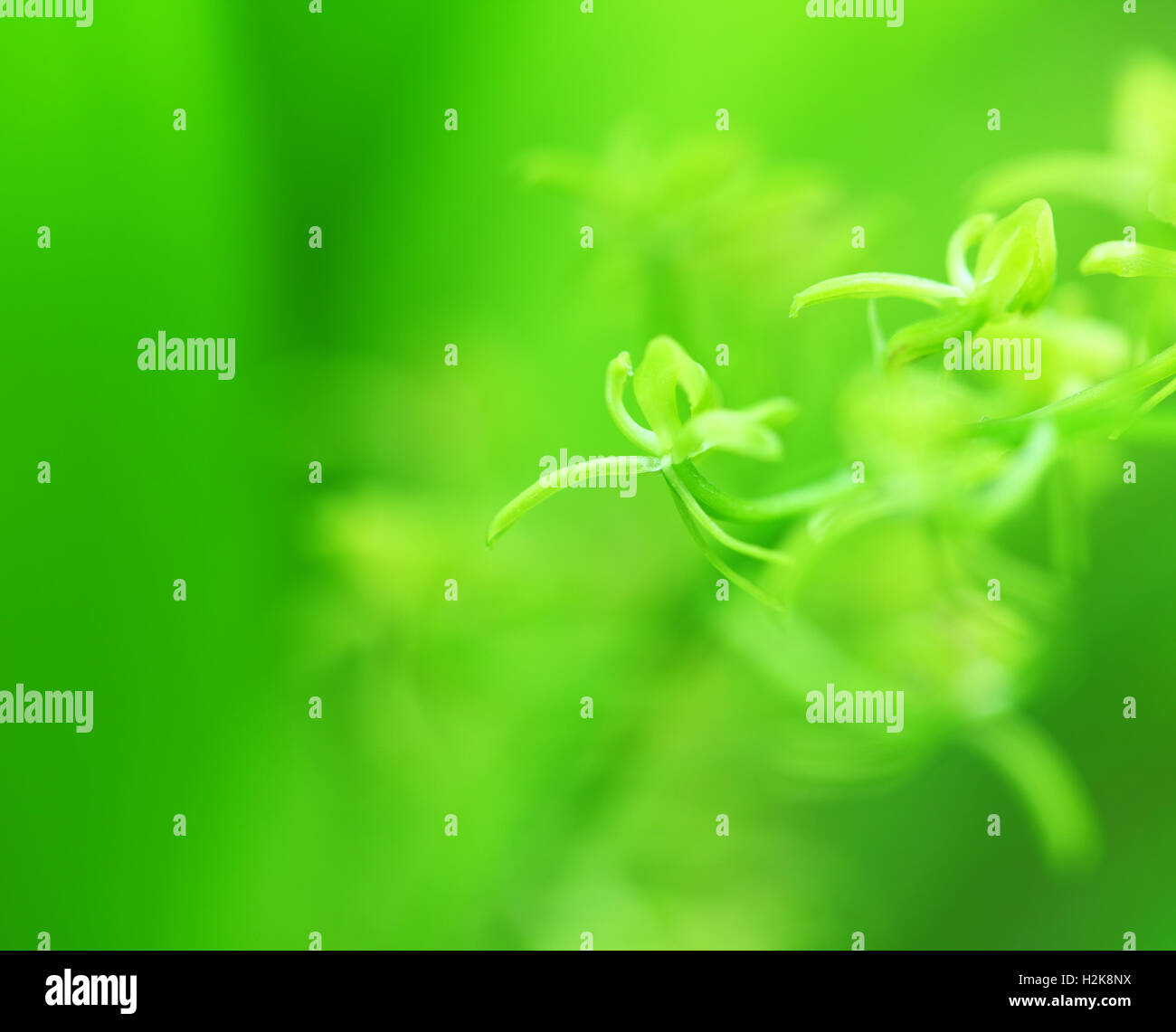 Green small plant Stock Photo - Alamy