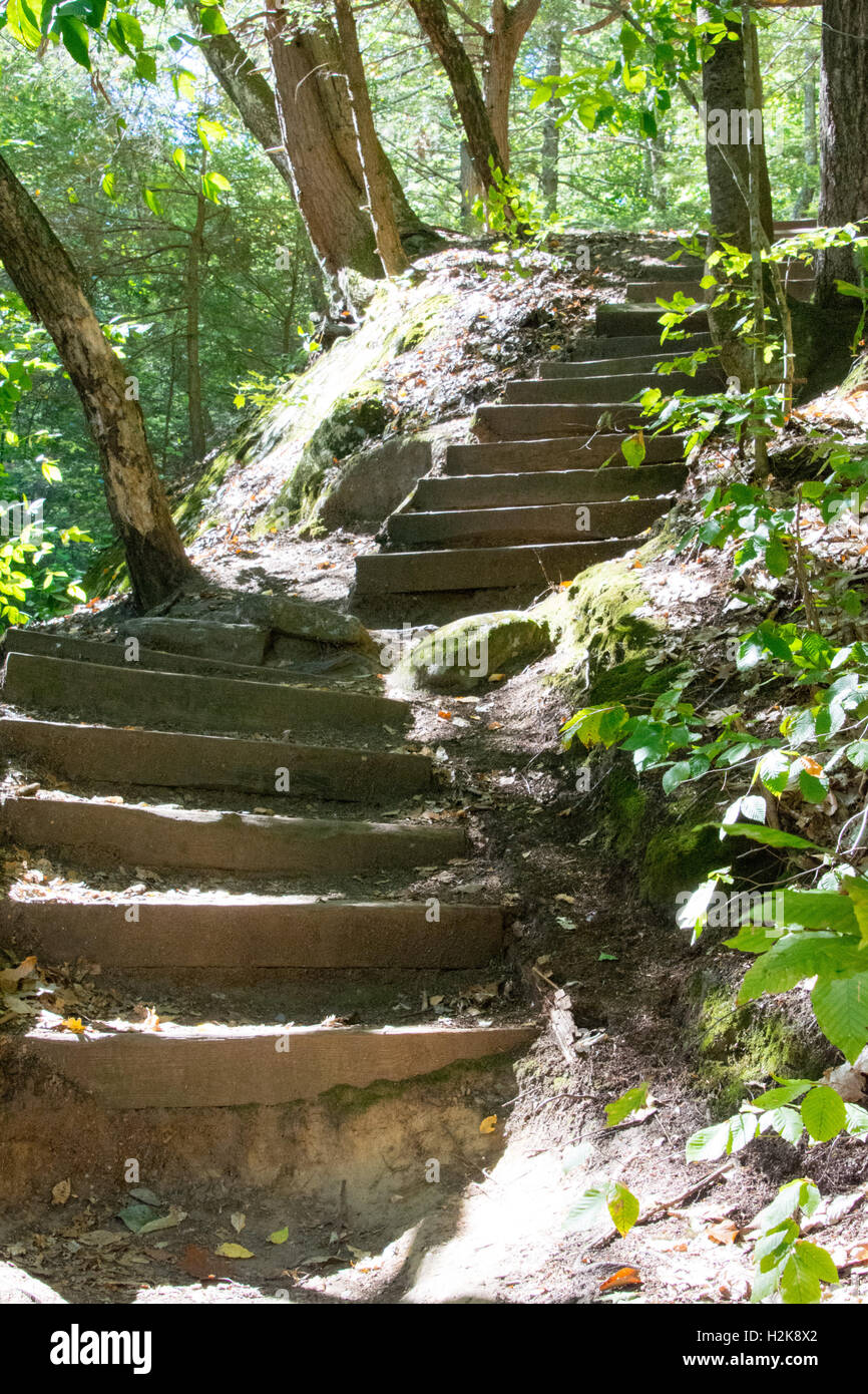 Stairs Path in the Woods Stock Photo - Alamy
