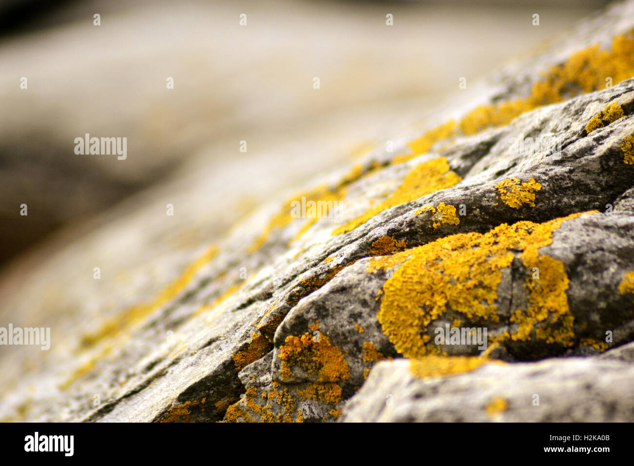 A picture of a rock with yellow moss Stock Photo - Alamy