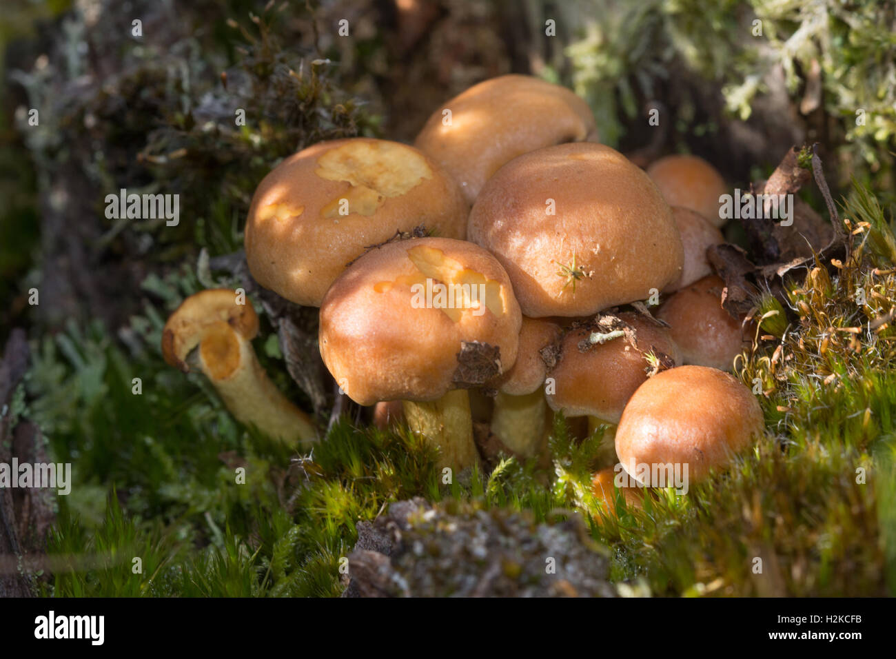 Cluster of orange toadstools in Surrey, England Stock Photo - Alamy