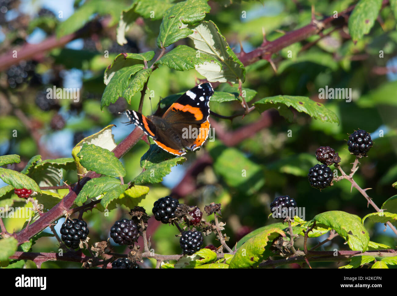 Red admiral butterfly (Vanessa atalanta) basking in the sun on brambles ...