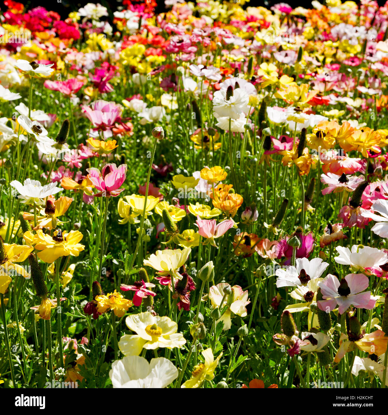 blur in the spring colors flowers and garden Stock Photo - Alamy