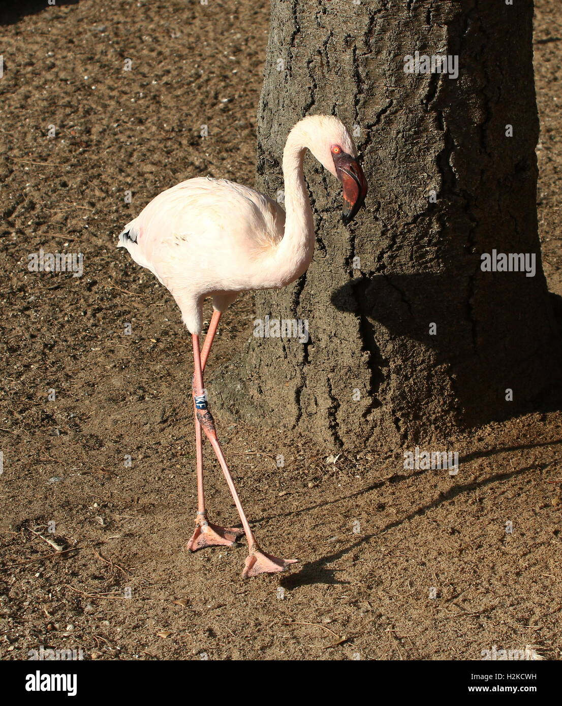 African Lesser flamingo (Phoeniconaias minor Stock Photo - Alamy