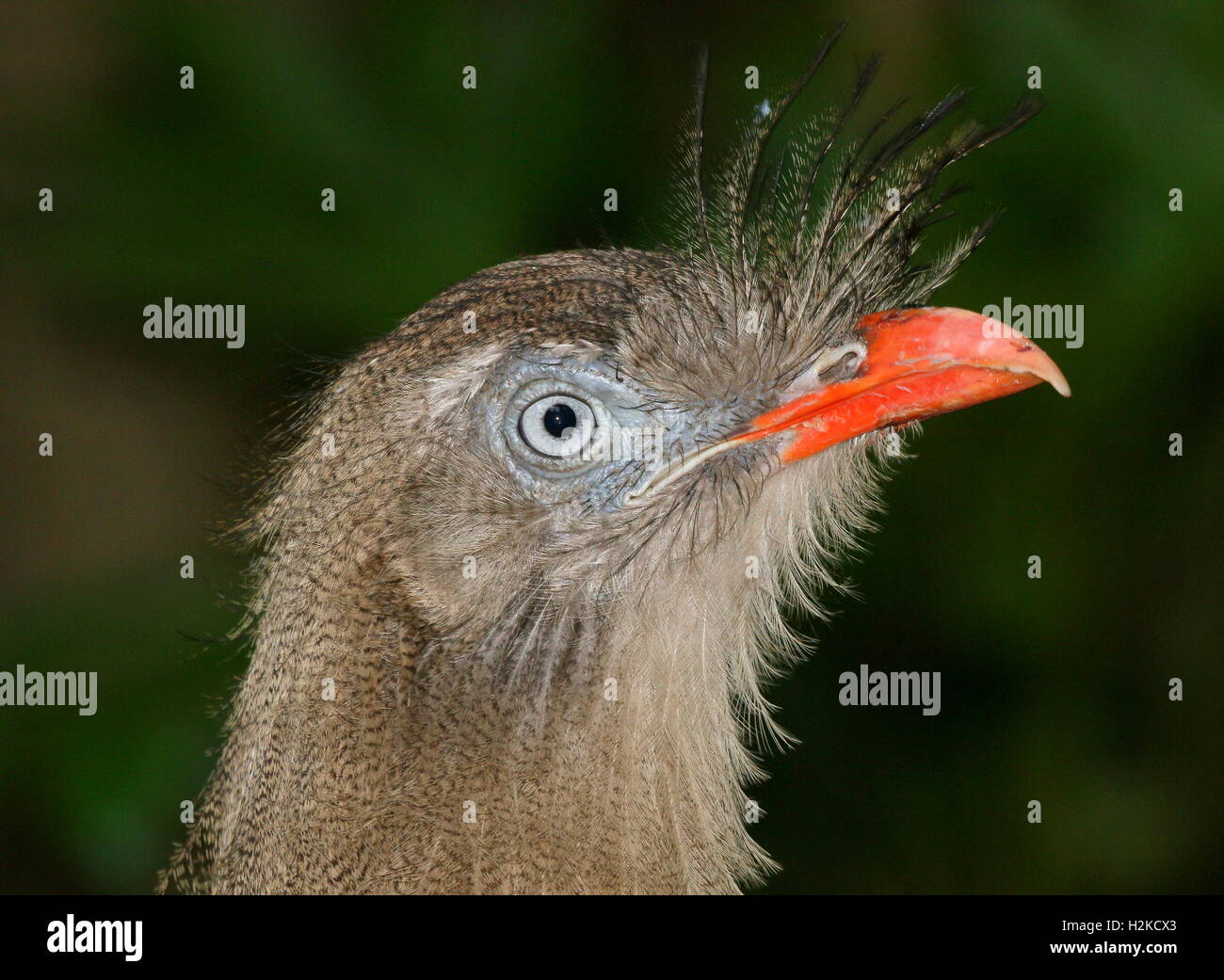 South American Crested Cariama (Cariama cristata) a.k.a. Red-legged ...