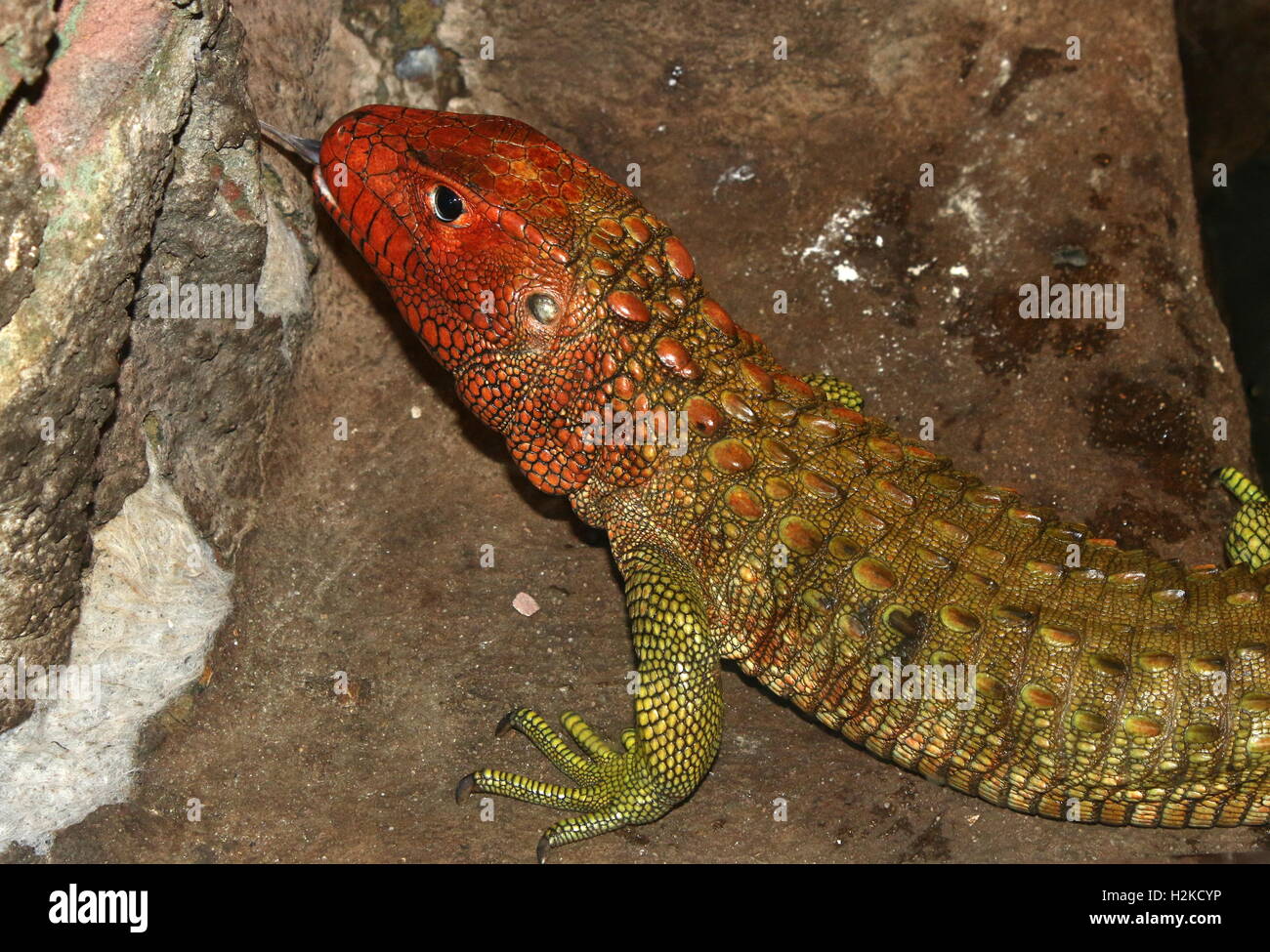 Brazilian Lizard High Resolution Stock Photography and Images - Alamy