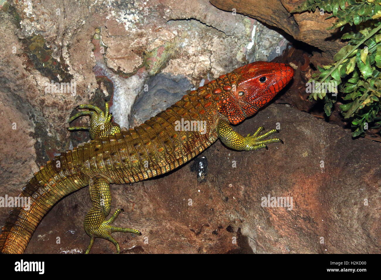 Male South American Northern Caiman Lizard (Dracaena guianensis), a.k.a ...