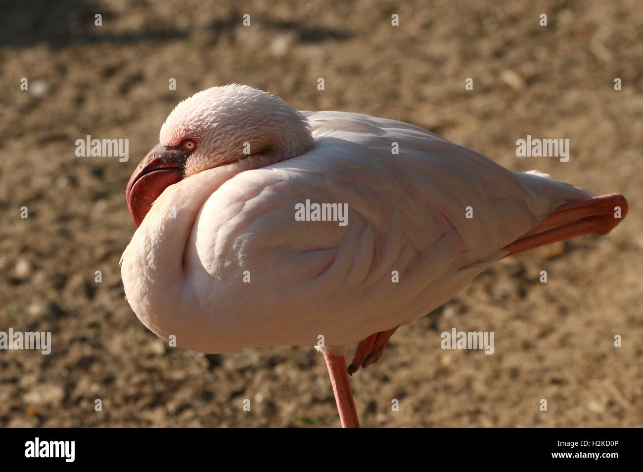 African Lesser flamingo (Phoeniconaias minor Stock Photo - Alamy