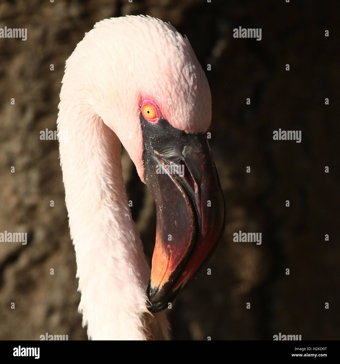 African Lesser flamingo (Phoeniconaias minor), closeup of head and bill ...