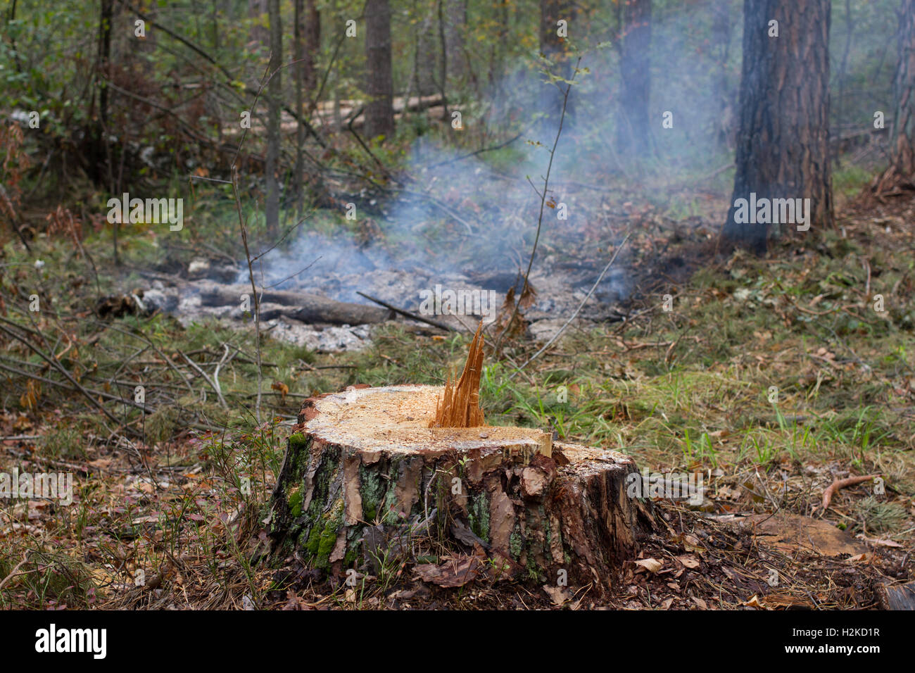 Pine stump, result of tree felling. Total deforestation, cut forest ...