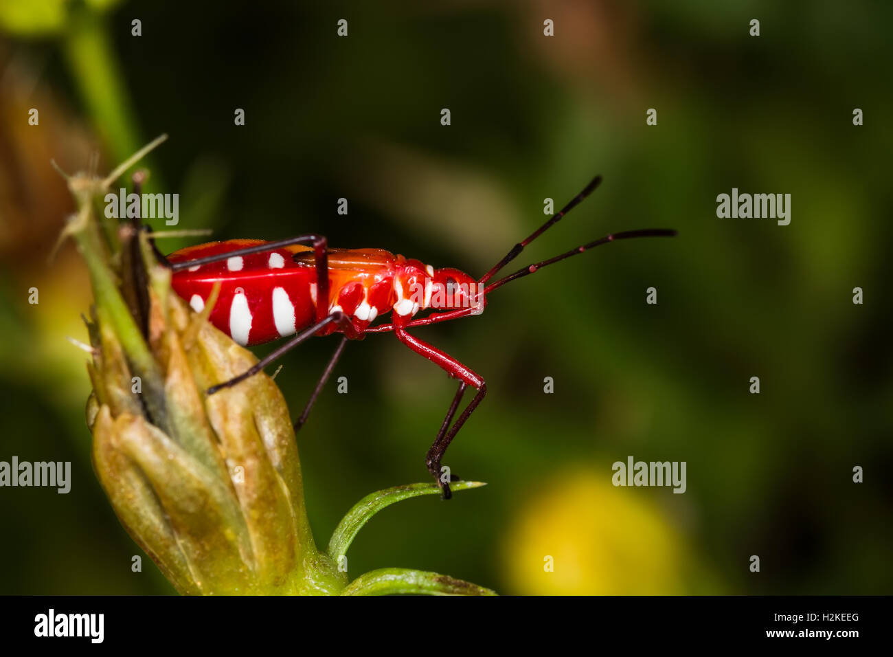 The Red Beetle in the garden Stock Photo - Alamy