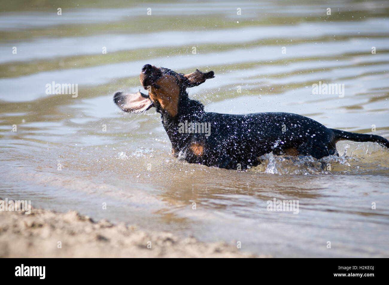 Dachshund portrait in summer on the beach Stock Photo - Alamy