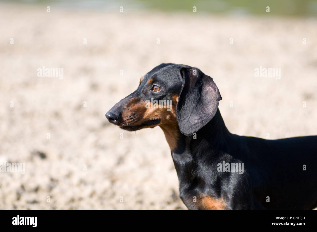 Dachshund portrait in summer on the beach Stock Photo - Alamy